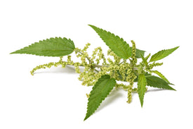 THE NOURISHED BODY – Wild Wholistic