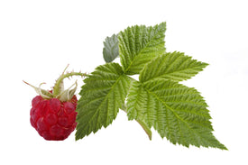 THE NOURISHED BODY – Wild Wholistic